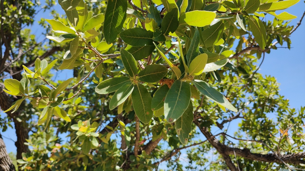 Quercus tuberculata from La Paz, Baja California Sur, Mexico on ...