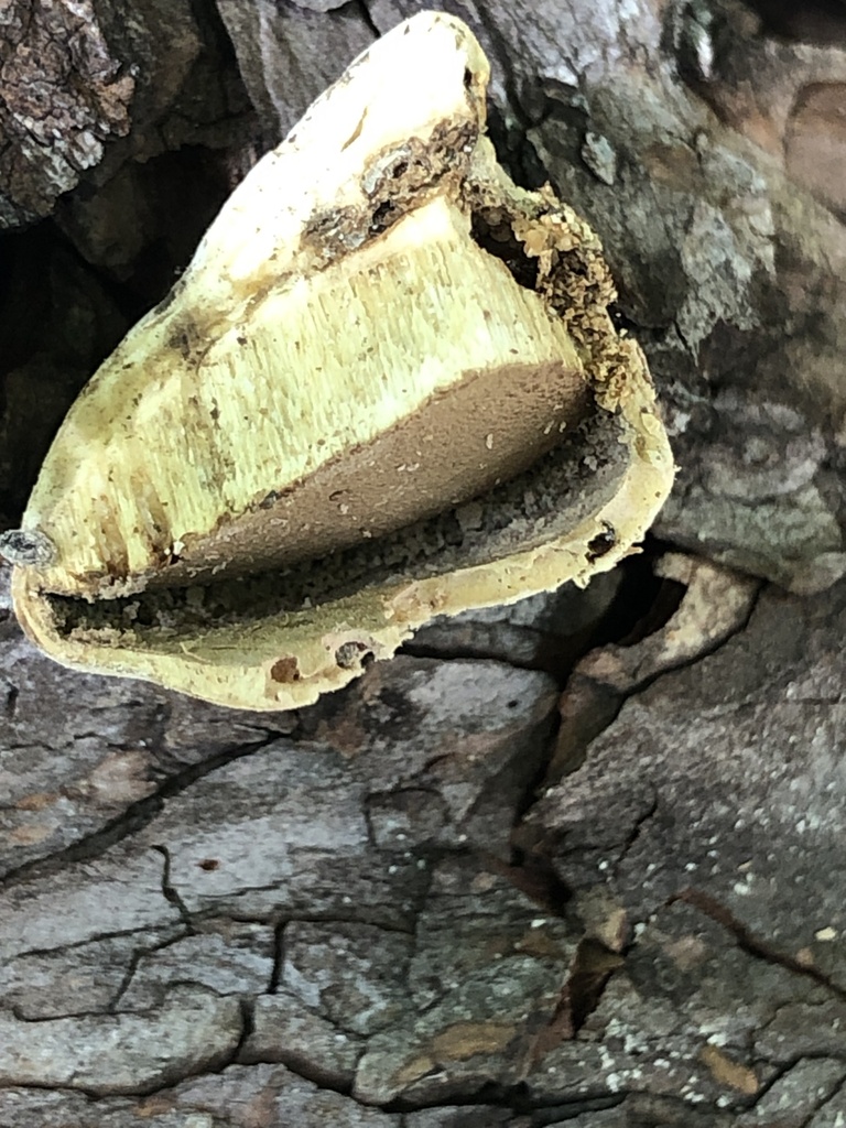 Veiled Polypore from Gila County, US-AZ, US on September 18, 2023 at 10 ...