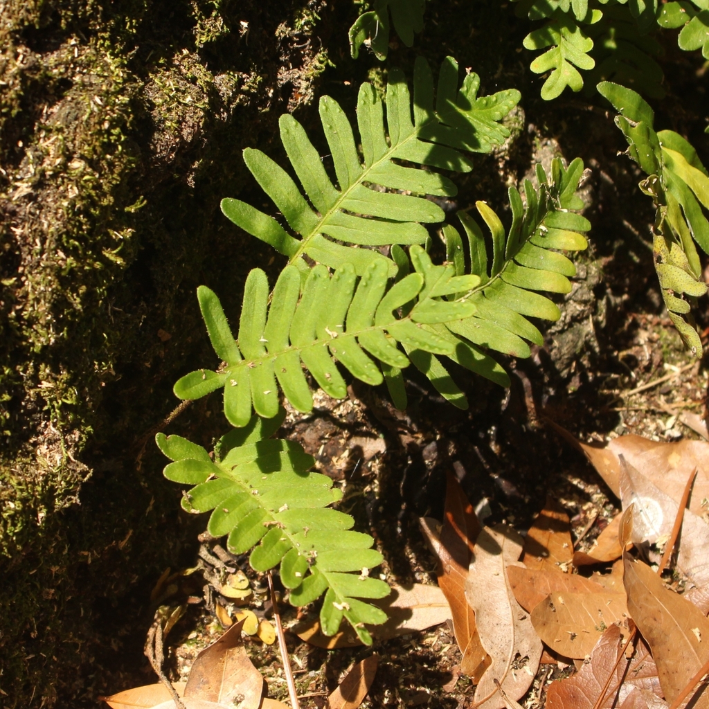 resurrection fern from Wisacky, SC 29010, USA on September 18, 2023 at ...