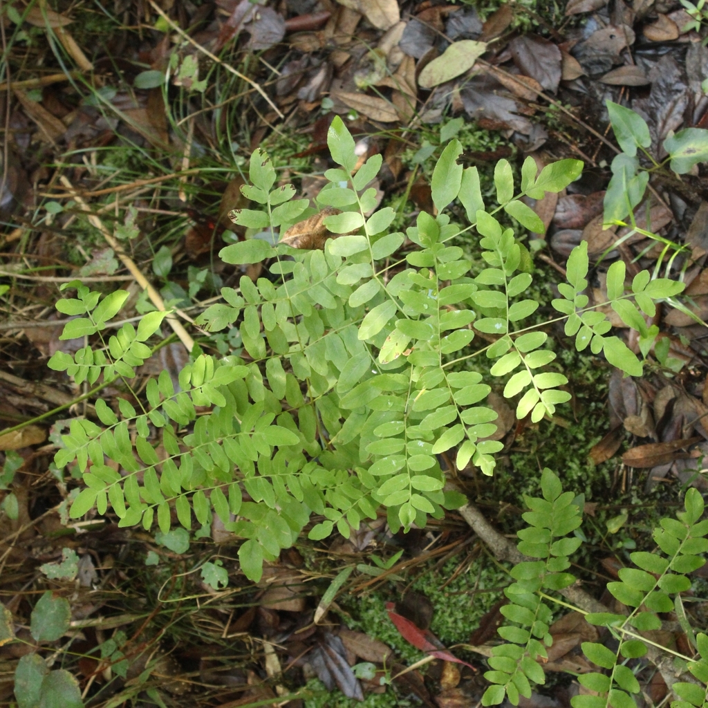 American Royal Fern from Wisacky, SC 29010, USA on September 18, 2023 ...