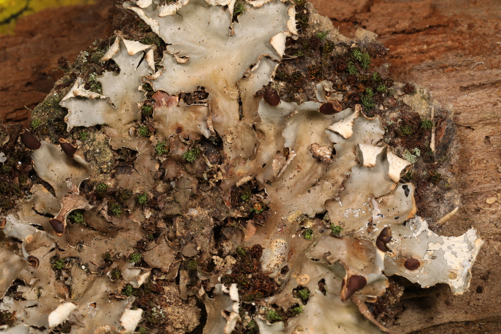 field dog lichen from 130 Kanuga Chapel Dr, Hendersonville, NC 28739 ...