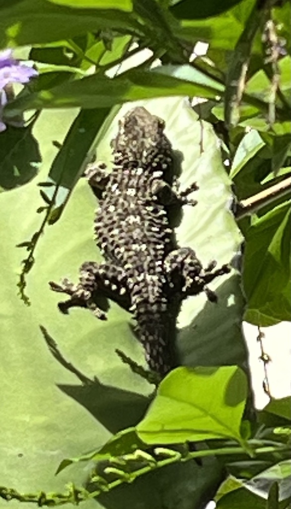 Moorish Gecko in September 2023 by csld29 · iNaturalist