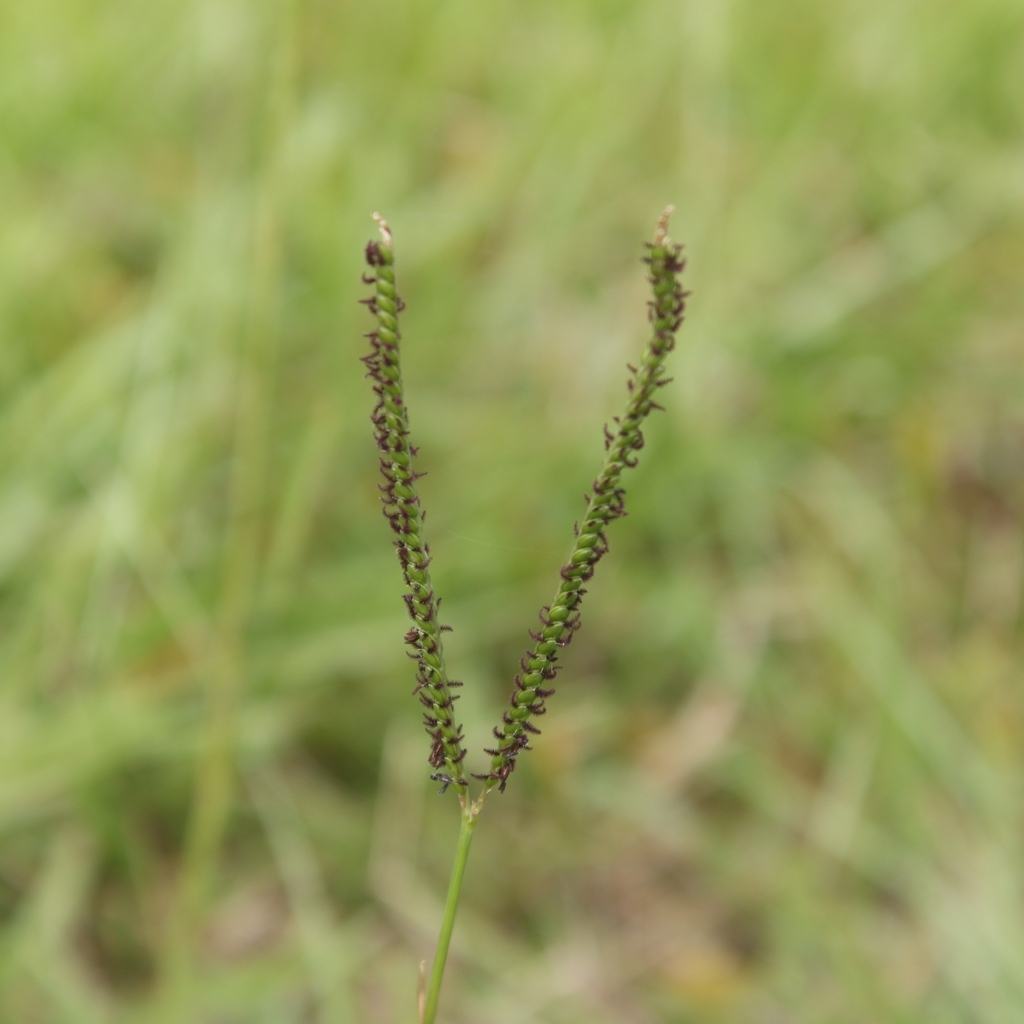 Bahia grass from Wisacky, SC 29010, USA on September 18, 2023 at 02:05 ...