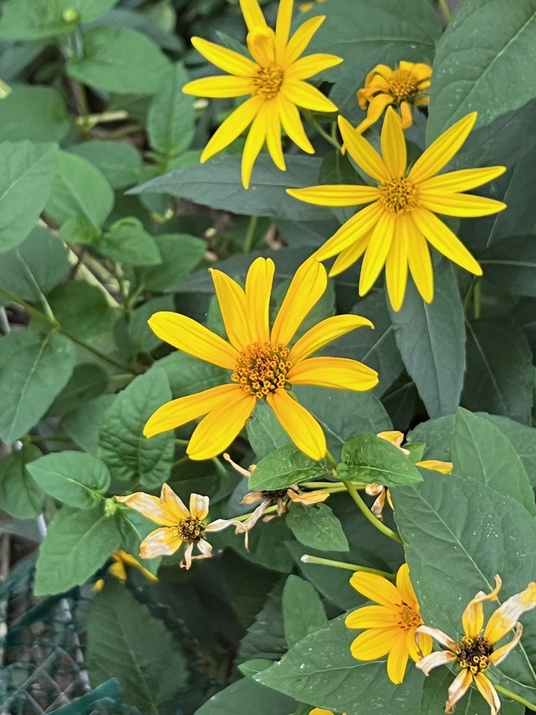 false sunflower from Schenley Park, Pittsburgh, PA, US on September 11 ...
