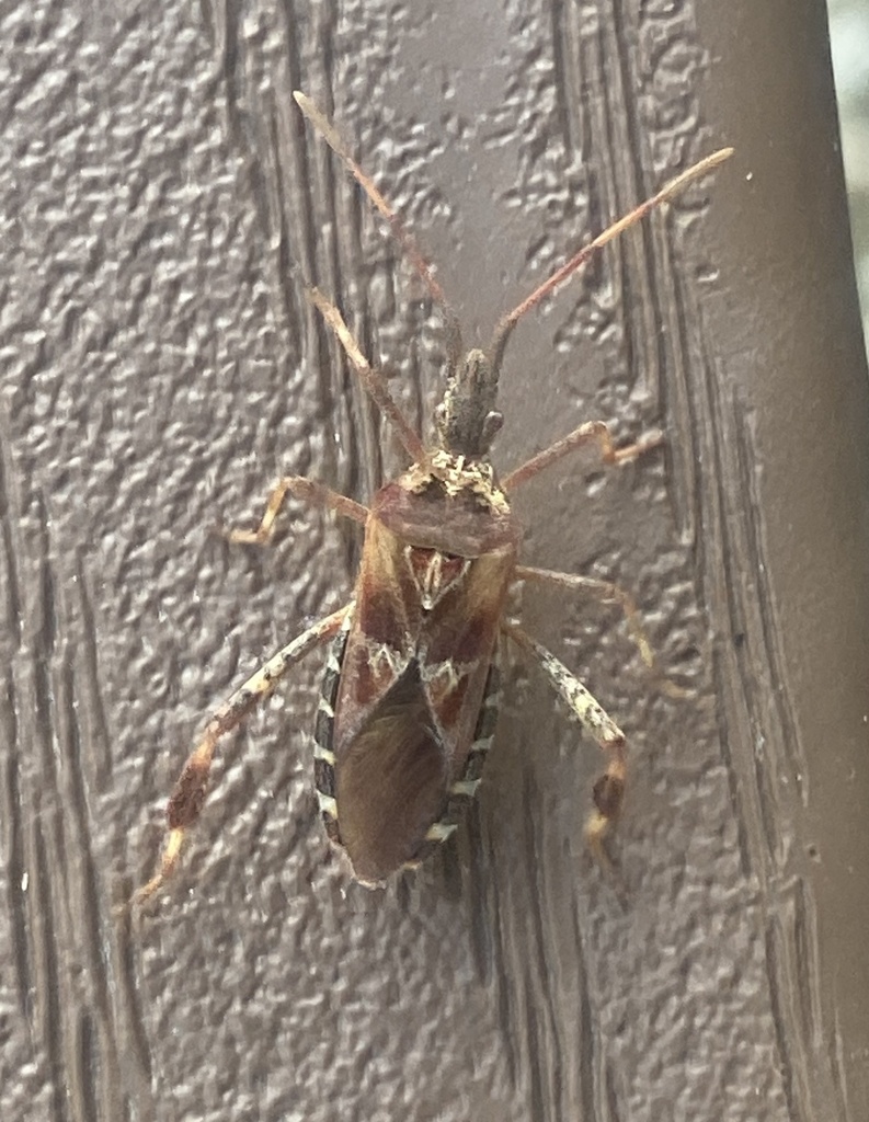 Western Conifer Seed Bug in September 2023 by Mark · iNaturalist