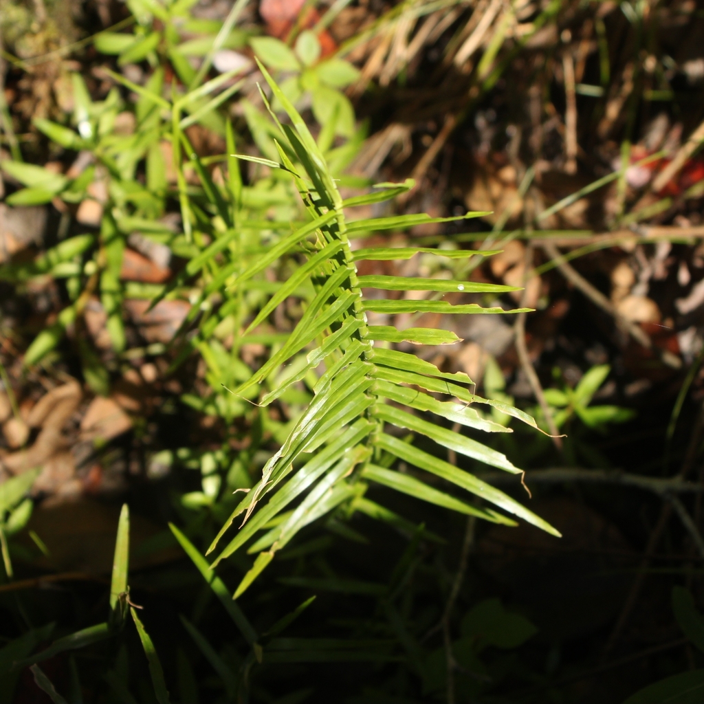 Three-way Sedge from Wisacky, SC 29010, USA on September 18, 2023 at 12 ...