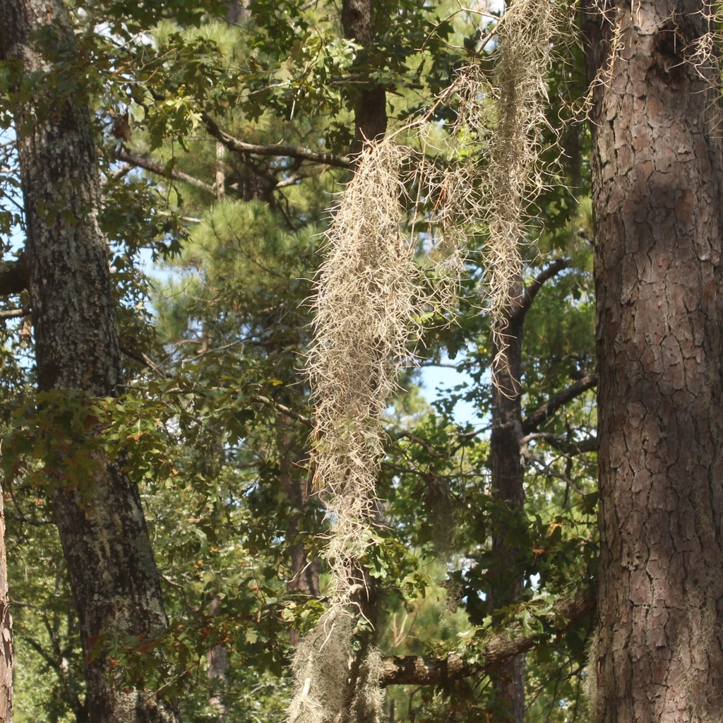 Spanish moss from Wisacky, SC 29010, USA on September 18, 2023 at 02:13 ...