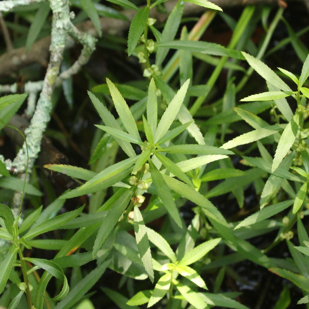 marsh mermaidweed from Wisacky, SC 29010, USA on September 18, 2023 at ...