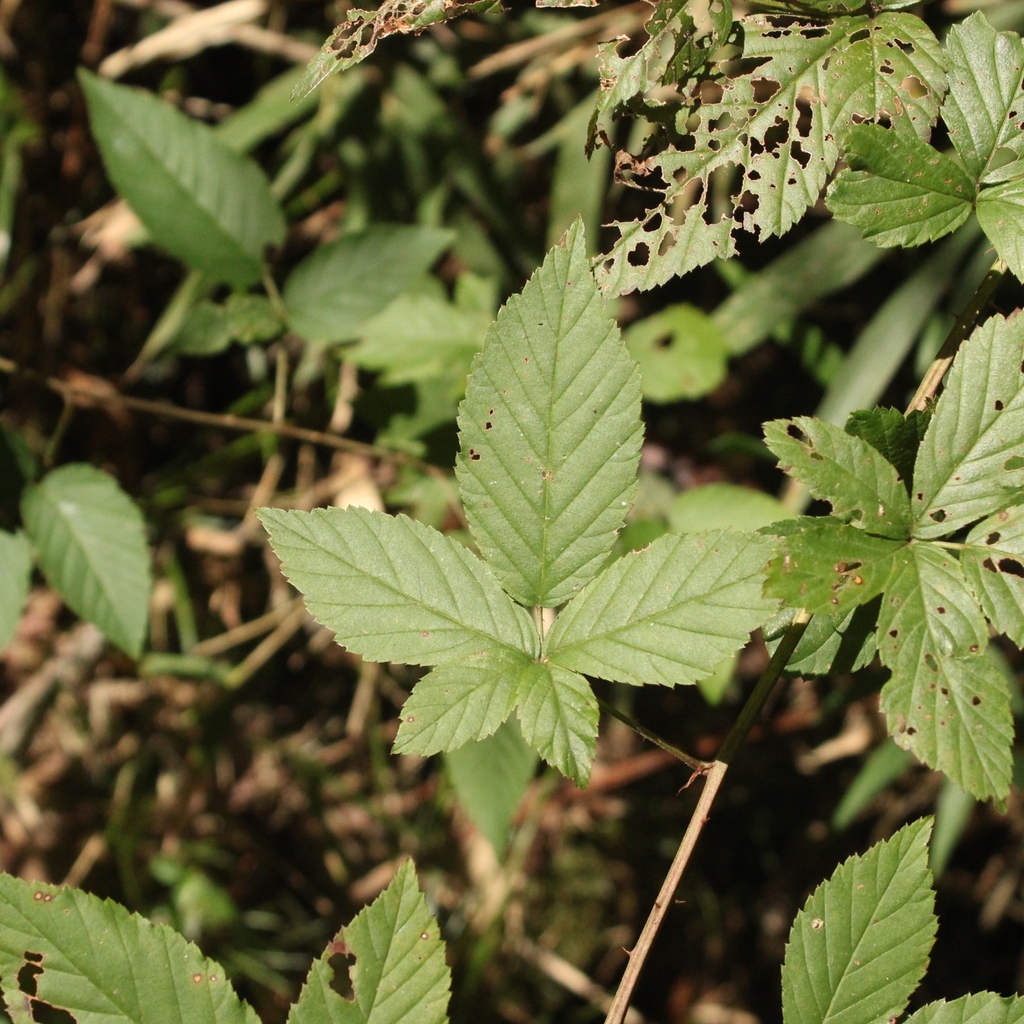 brambles from Wisacky, SC 29010, USA on September 18, 2023 at 12:59 PM ...