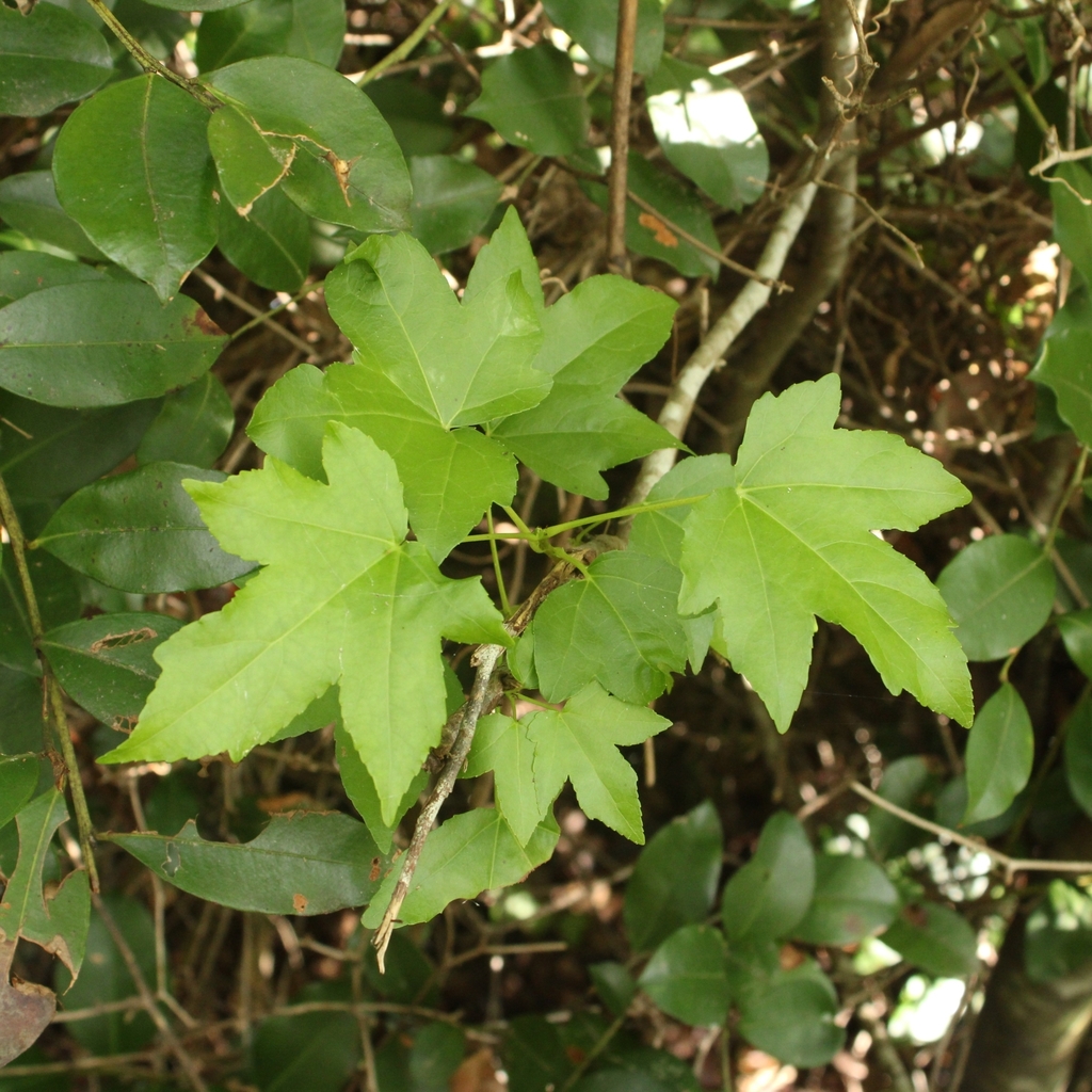 American sweetgum from Wisacky, SC 29010, USA on September 18, 2023 at ...