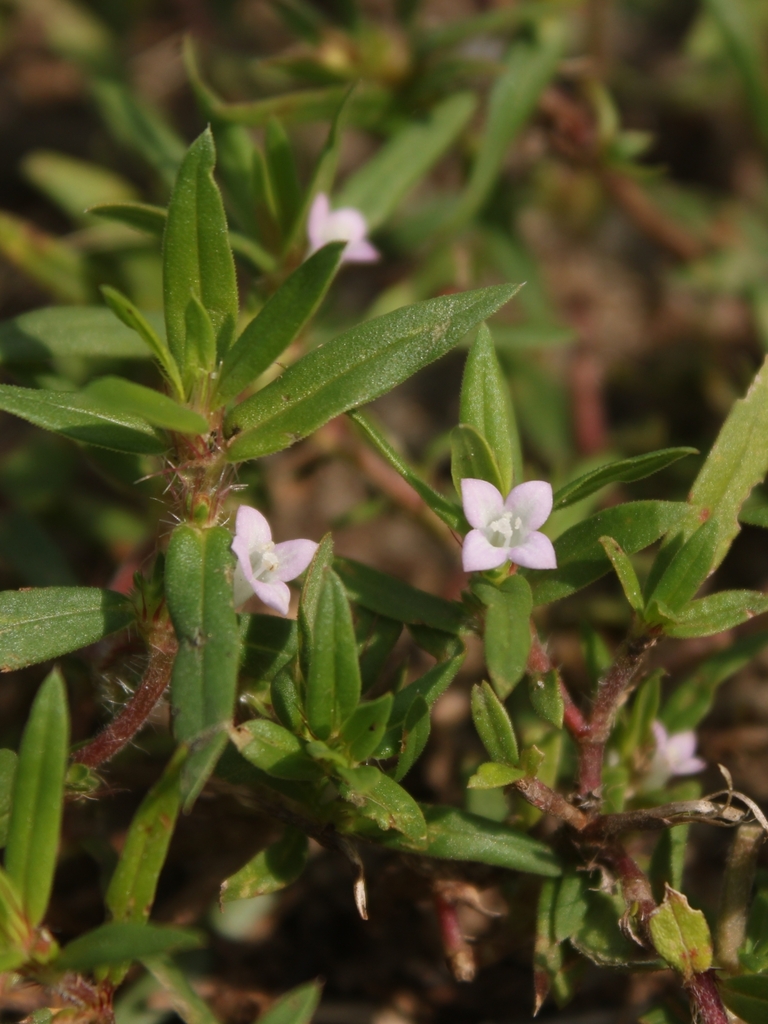 rough buttonweed from Lamar, SC 29069, USA on September 18, 2023 at 01: ...
