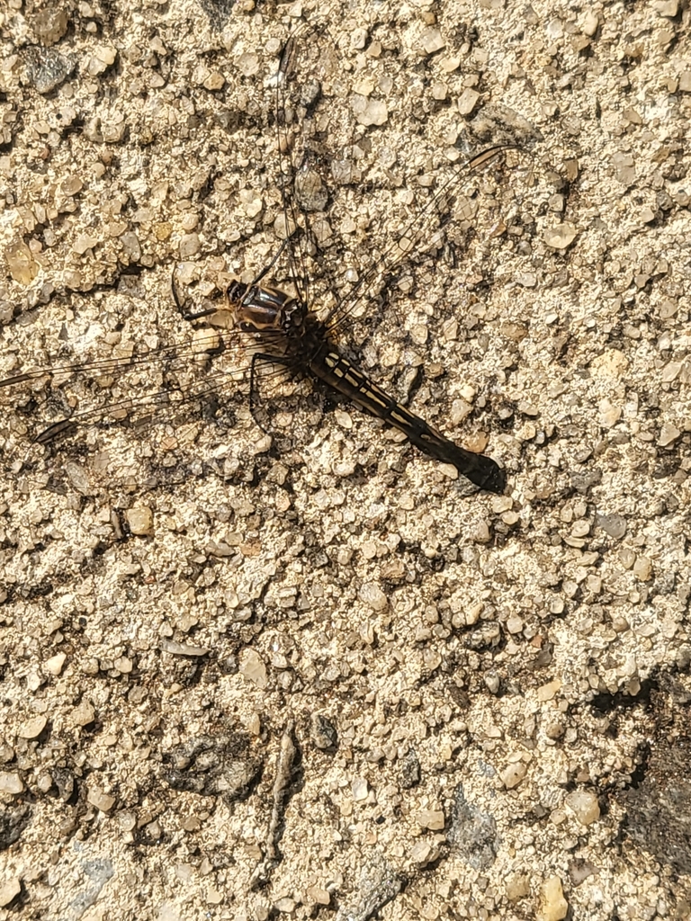 Dragonflies from Raleigh, NC 27606, USA on September 18, 2023 at 06:46 ...