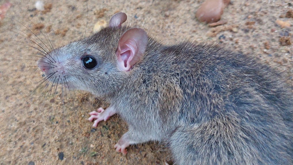 House Mouse from Trinidad, Casanare, Colombia on September 18, 2023 at ...
