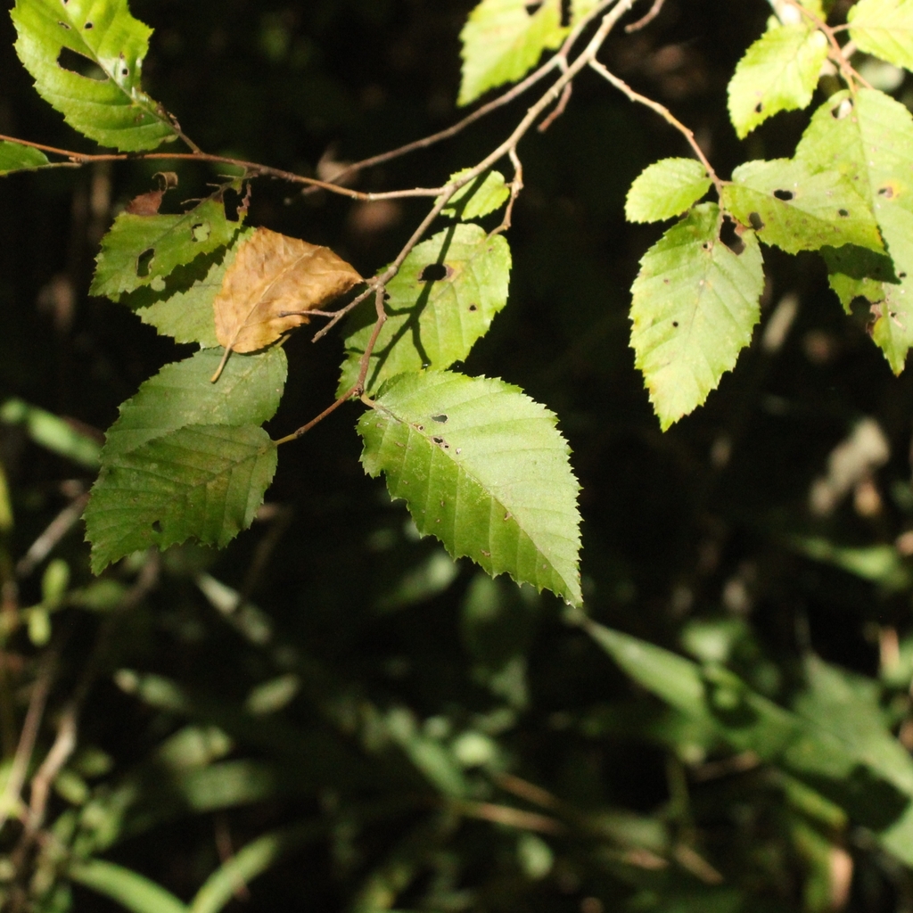 birch family from Wisacky, SC 29010, USA on September 18, 2023 at 01:36 ...
