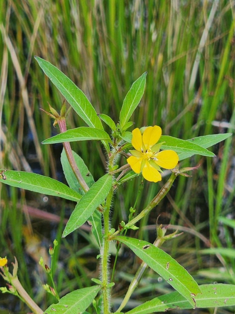 Angle-stem Primrose-willow from Wisacky, SC 29010, USA on September 18 ...