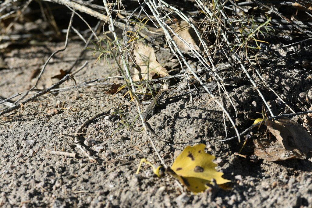 Common Side-blotched Lizard from Mono County, CA, USA on September 15 ...