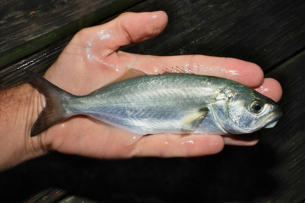 Bluefish from Worcester County, MD, USA on September 17, 2023 at 03:49 ...
