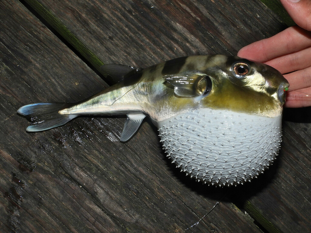 Smooth Puffer (Marine life of the Rio Grande Valley) · iNaturalist