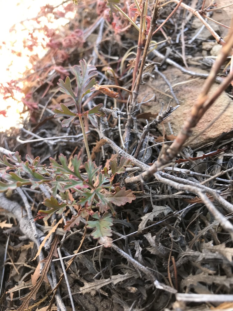 Pelargonium exhibens from Stormberg District, South Africa on February ...