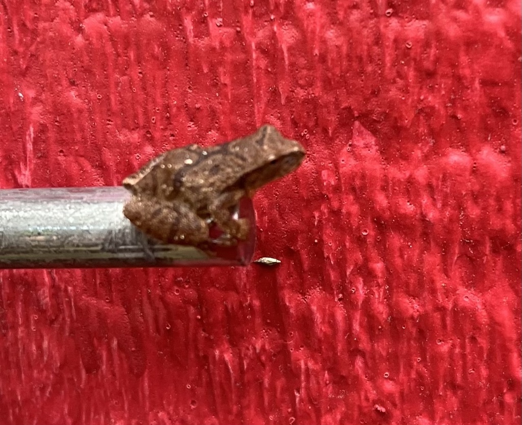 Spring Peeper from 7 Mile Rd, Remus, MI, US on September 17, 2023 at 05 ...