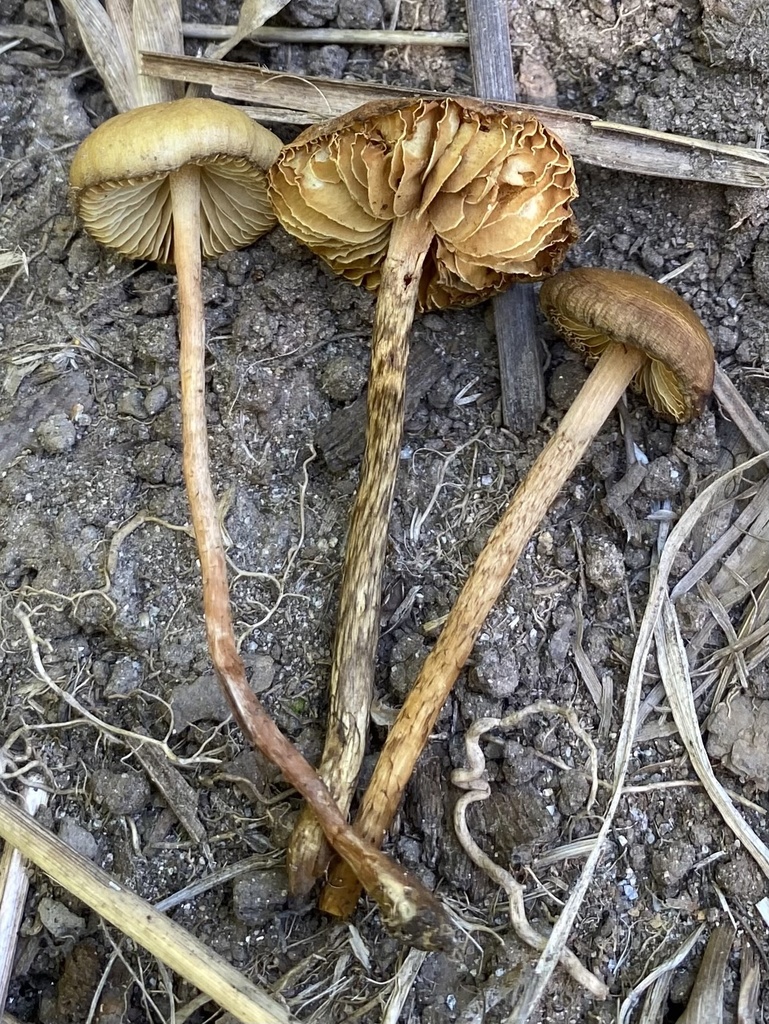 Phaeonematoloma from McCall, ID, US on September 17, 2023 at 02:03 PM ...