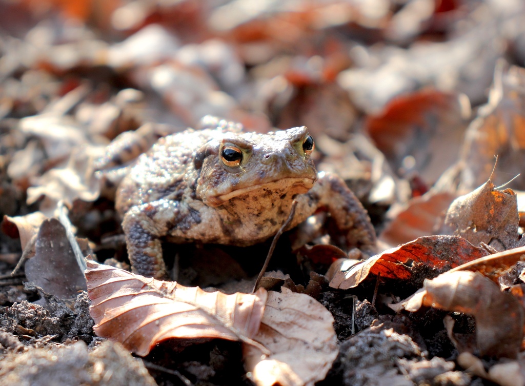 European Toad from New Forest National Park, Lyndhurst, England, GB on ...