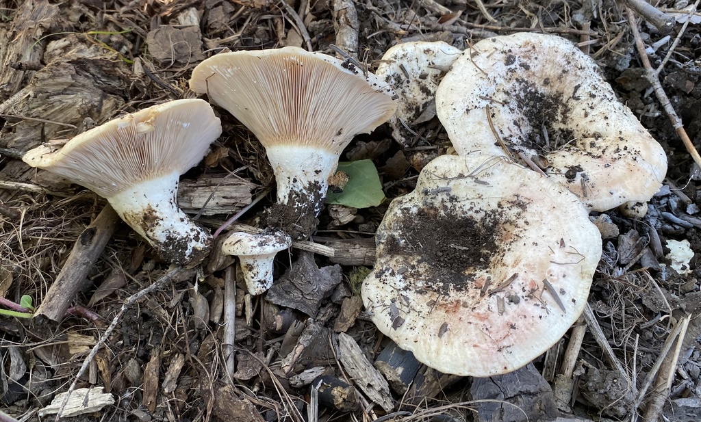Blushing Milkcap from McCall, ID, US on September 17, 2023 at 01:41 PM ...