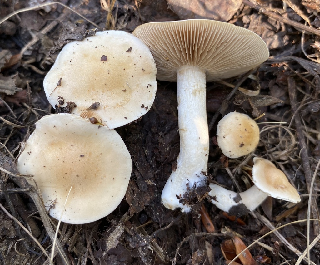 Hebeloma hiemale from McCall, ID, US on September 17, 2023 at 01:28 PM ...