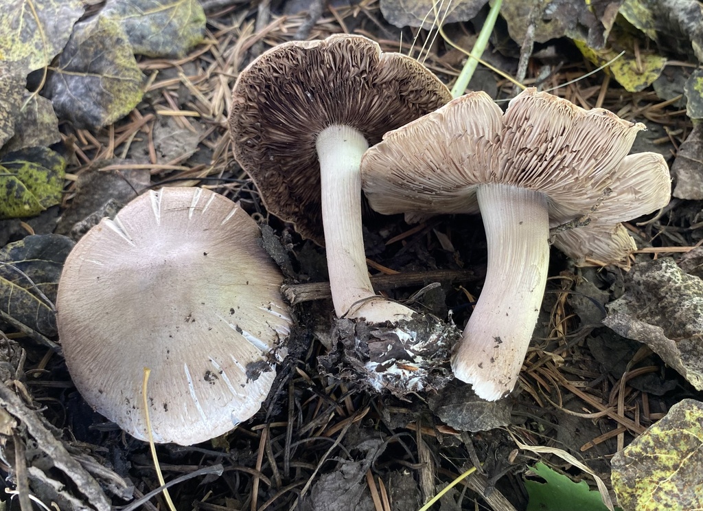 Coprinopsis uliginicola from McCall, ID, US on September 17, 2023 at 01 ...