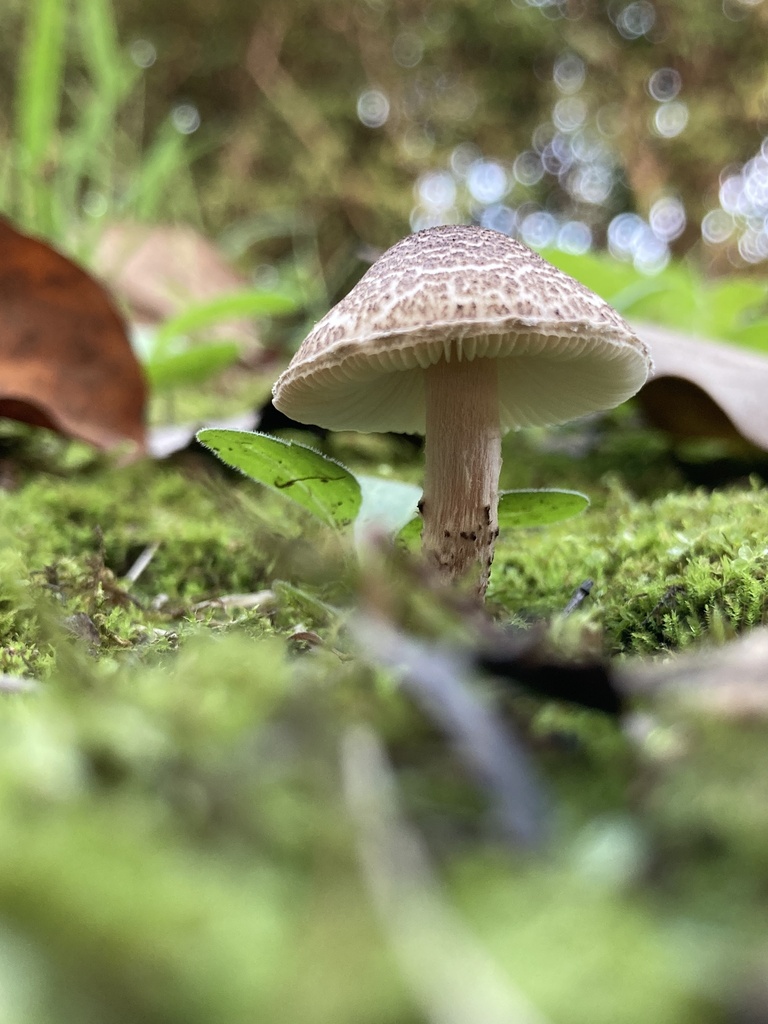 deadly dapperling from Shanghai, Shanghai, CN on September 19, 2023 at ...