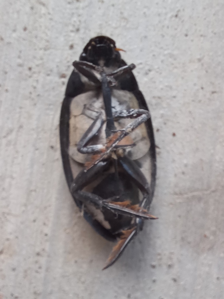 Hydrophilus ensifer in September 2023 by minisaurio. Aprox. 4 - 5 cm ...