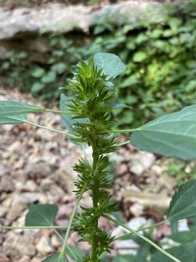 common copperleaf in September 2023 by jim. Growing on a streambank ...