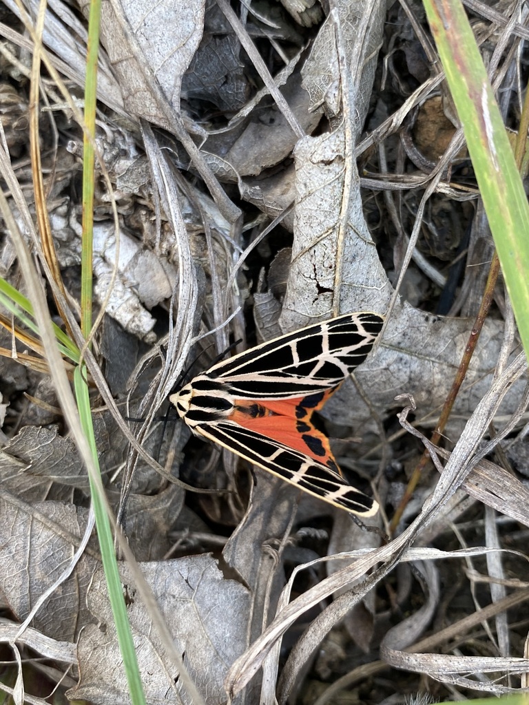 Apantesis in September 2023 by Jim Oehmke · iNaturalist