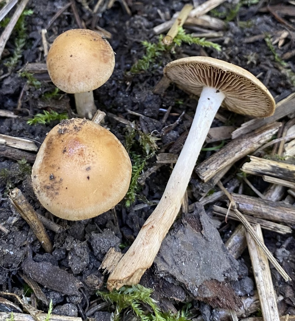 Hebeloma praeolidum from Warren Wagon Rd, McCall, ID, US on September ...