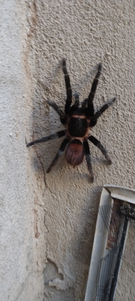 Mexican Red-rump Tarantula in September 2023 by Manuel de Jesús ...