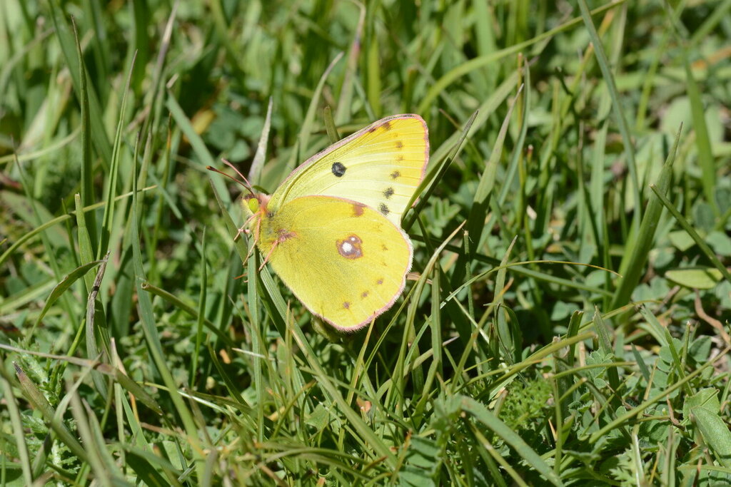 Colias hyale alta from Алайский район, Кыргызстан on July 12, 2023 at ...