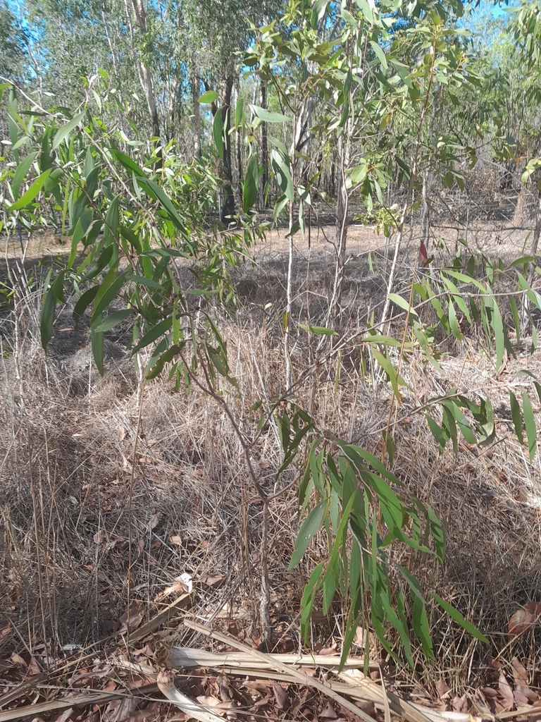 Something from Howard Springs NT 0835, Australia on September 19, 2023 ...