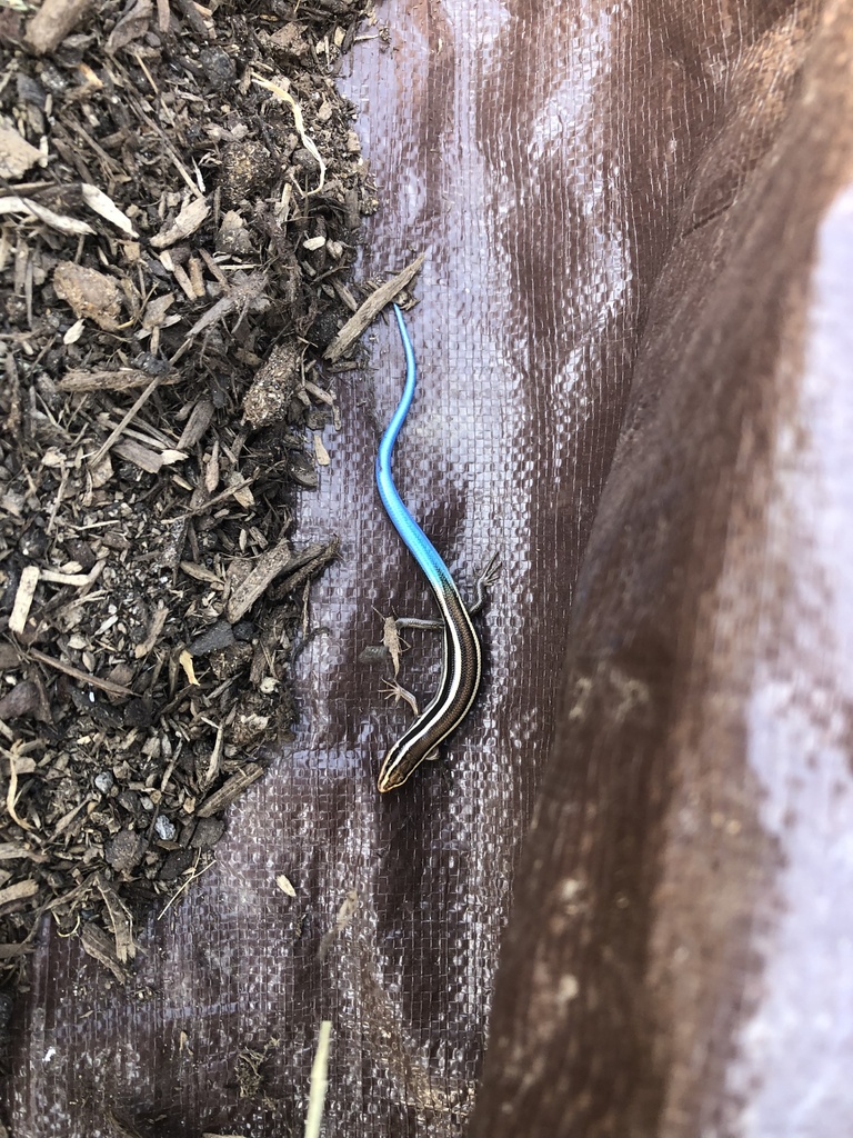 Western Skink from Webster Way, Cashmere, WA, US on September 18, 2023 ...