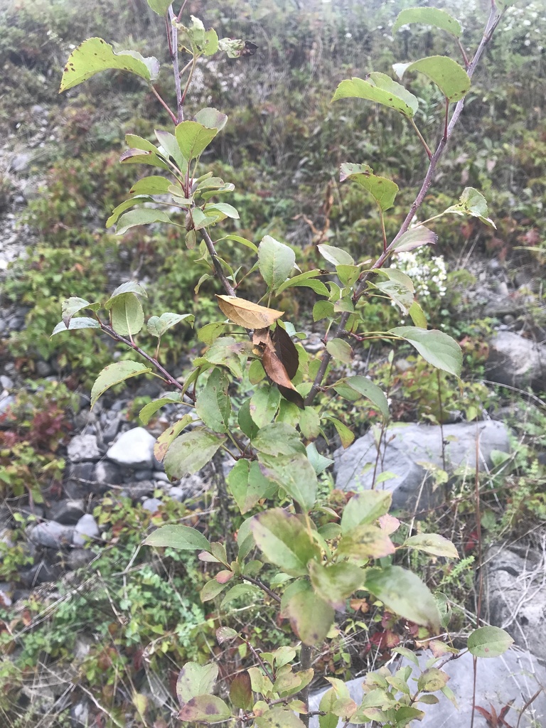 sweet crabapple from Marcellus, NY, US on September 17, 2023 at 10:54 ...