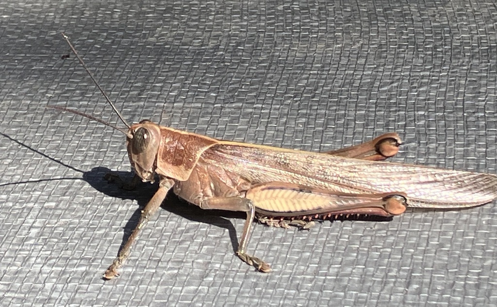 Giant Grasshopper from Gower St, Toowong, QLD, AU on September 19, 2023 ...