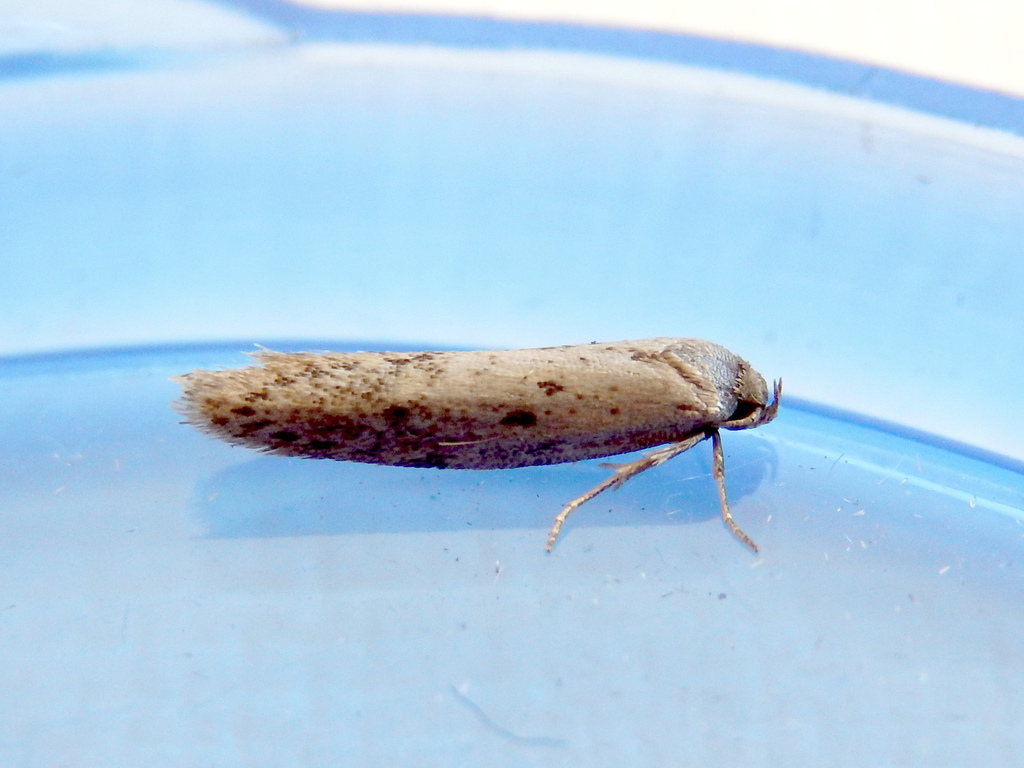 Blastobasis tarda from Sydney NSW, Australia on September 18, 2023 at ...