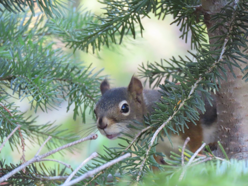 American Red Squirrel from Comox Valley, BC, Canada on September 15 ...