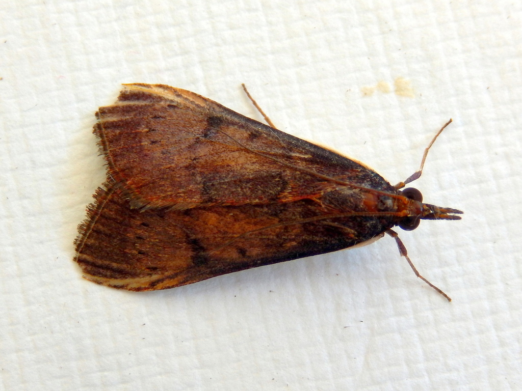 Tree Lucerne Moth from Sydney NSW, Australia on September 18, 2023 at ...
