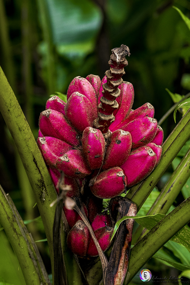 Banana Family (Musaceae) - Botanical Realm