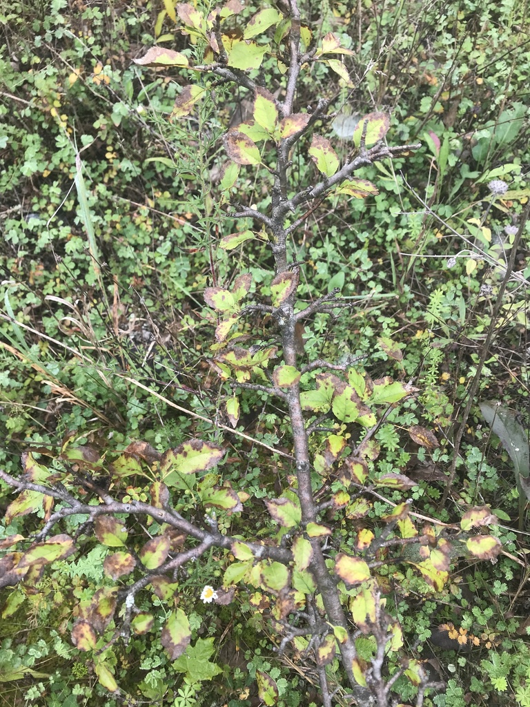 sweet crabapple from Marcellus, NY, US on September 17, 2023 at 10:44 ...