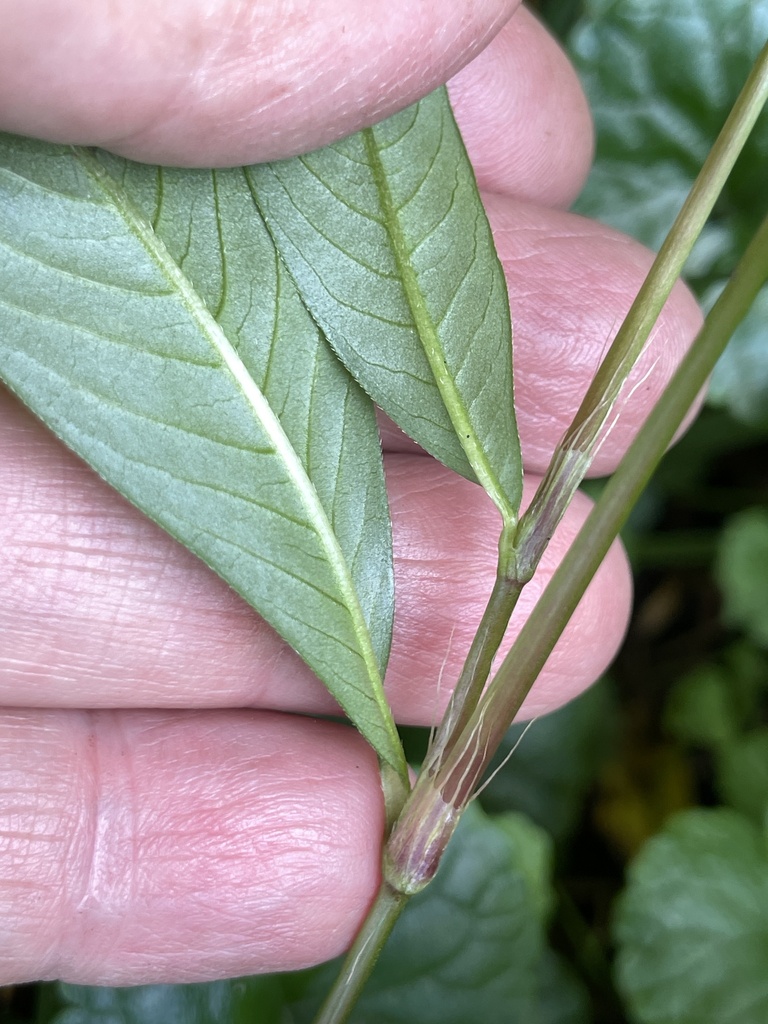 low smartweed from Dorchester Park, Whitney Point, NY, US on September ...