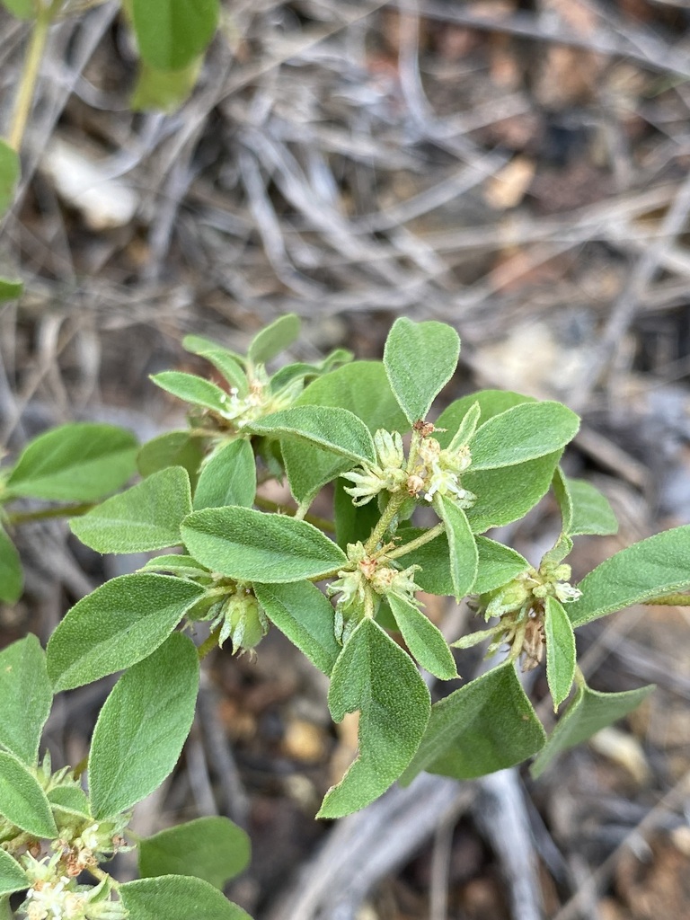 Prairie Tea in September 2023 by jim · iNaturalist