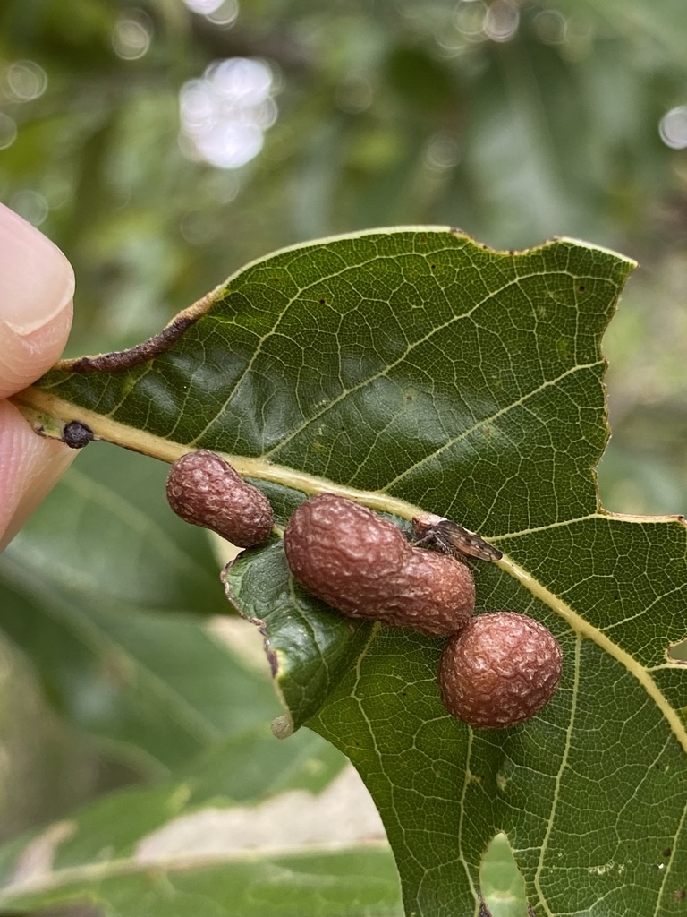 Oak Leaf Gall Midge in September 2023 by jim. On Quercus imbricaria ...