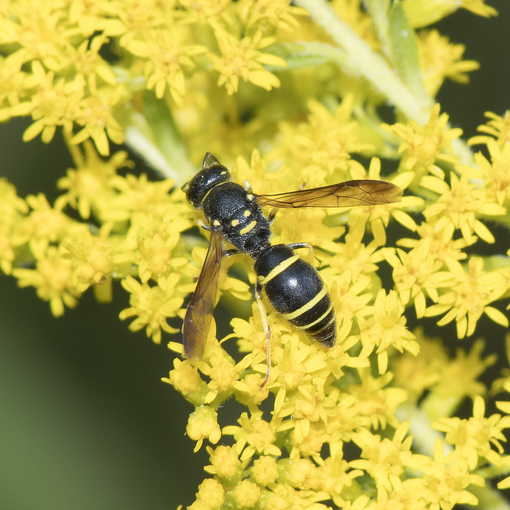Bramble Mason Wasp from Montgomery County, OH, USA on September 11 ...