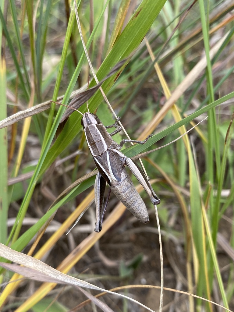 Paratylotropidia brunneri in September 2023 by jim · iNaturalist
